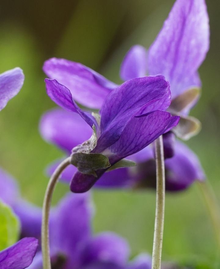 Ionone Alpha (IFF) / Ионон альфа - PARFCLUB