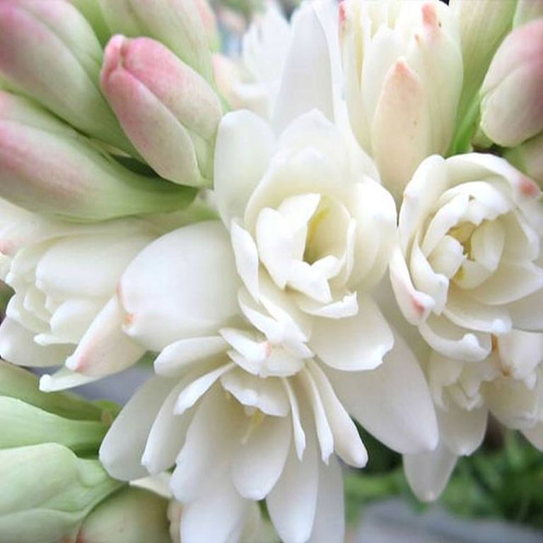TUBEROSE 9418 base PFW